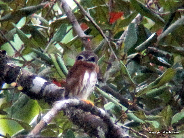 Eastern Panama Deep Birding Immersion, a report by Venicio Wilson