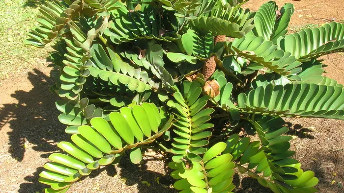 Jenis-Jenis Palem Primitif di Kebun Raya Bogor