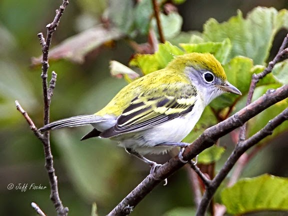 Ecobirder: Chestnut-sided Warbler