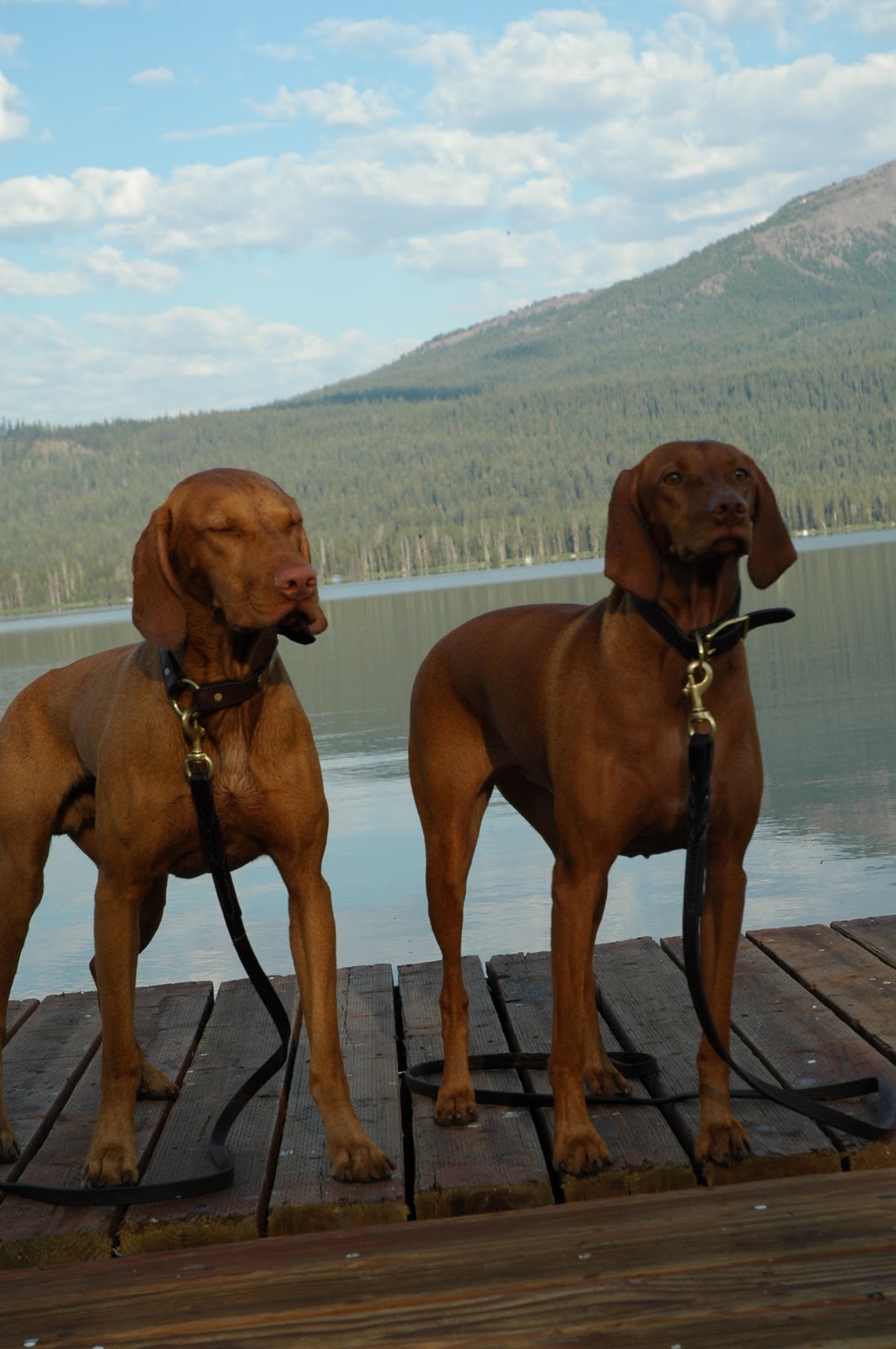 redbirddog - a hungarian pointer (vizsla) blog: North American ...