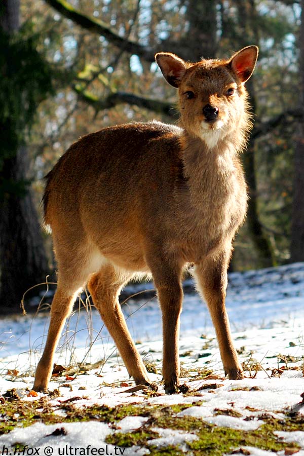 Funny fat deer ~ unique animal wallpapers