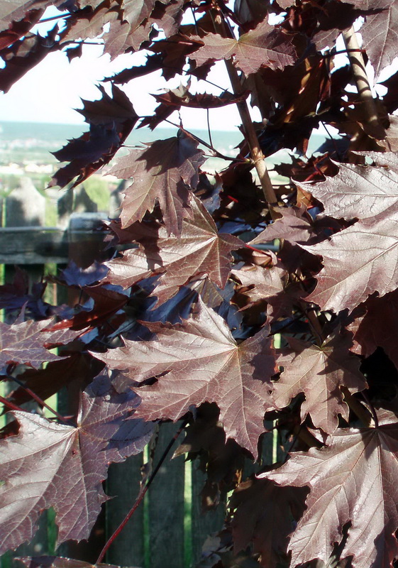 Blogul Simonei: Aroganţe. Arţar canadian