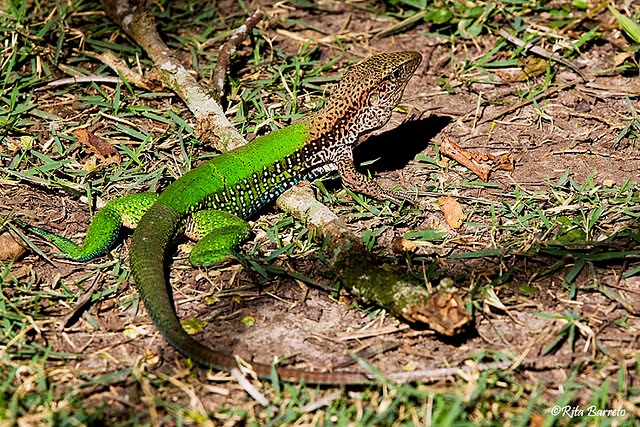 Stand up. Levante-se e diga o que voce pensa.: Aventuras de um novo ...