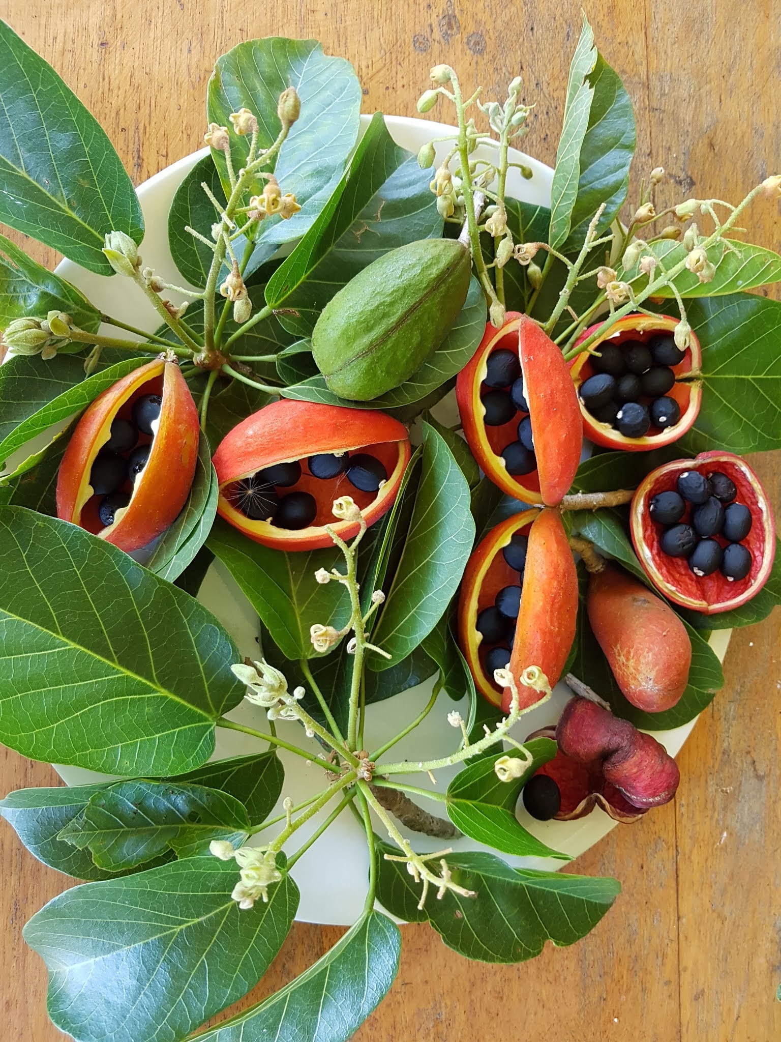 Daleys Fruit Tree Blog: Boat Shaped Pods with seeds the size of Peanuts