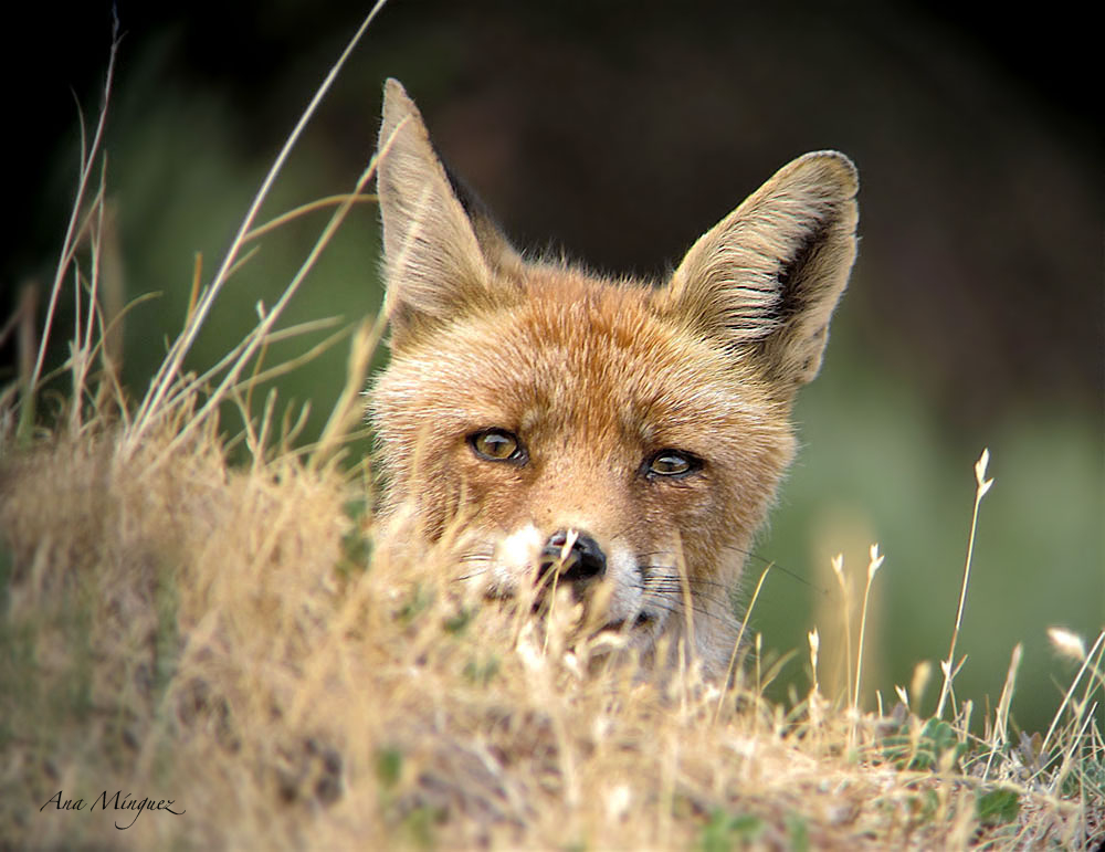 NATURANAFOTOS: El Zorro