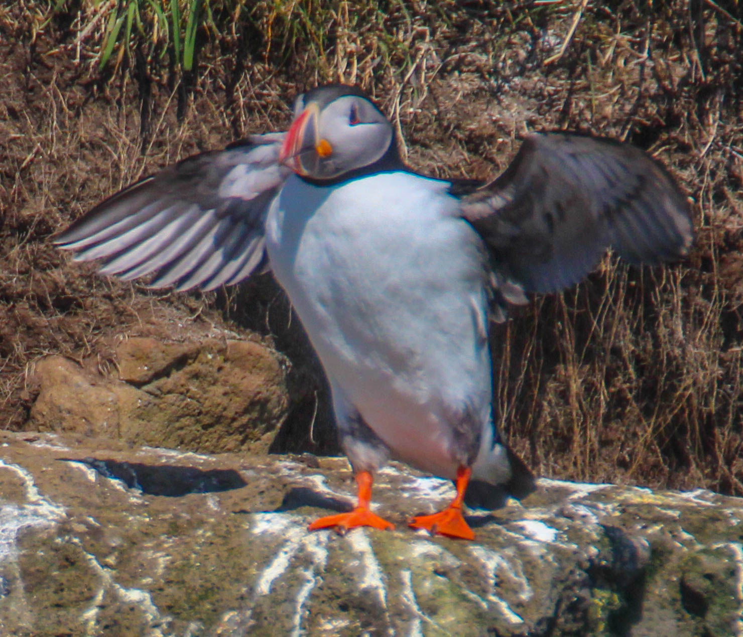 Cannundrums: Atlantic Puffin - Iceland