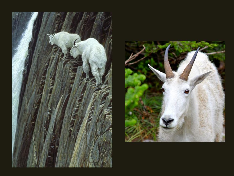 CLASA NOASTRĂ: [ FOTO ] CAPRA DE MUNTE