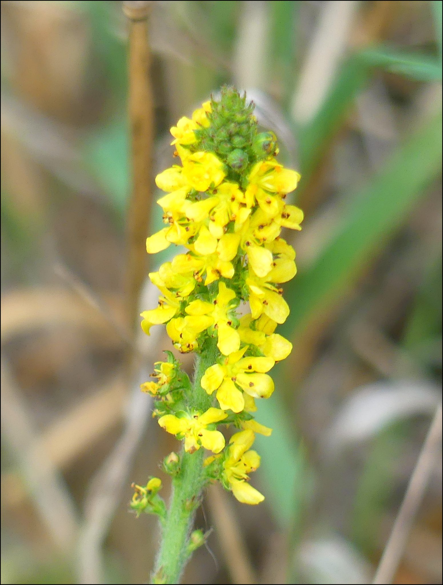 'Our' On-Line Diary: There is still some Common Agrimony growing on ...