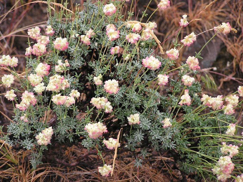 Earth's Internet & Natural Networking: Southern California: How would ...