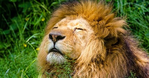 CFZ-USA: AMERICAN LION CHRONOLOGY