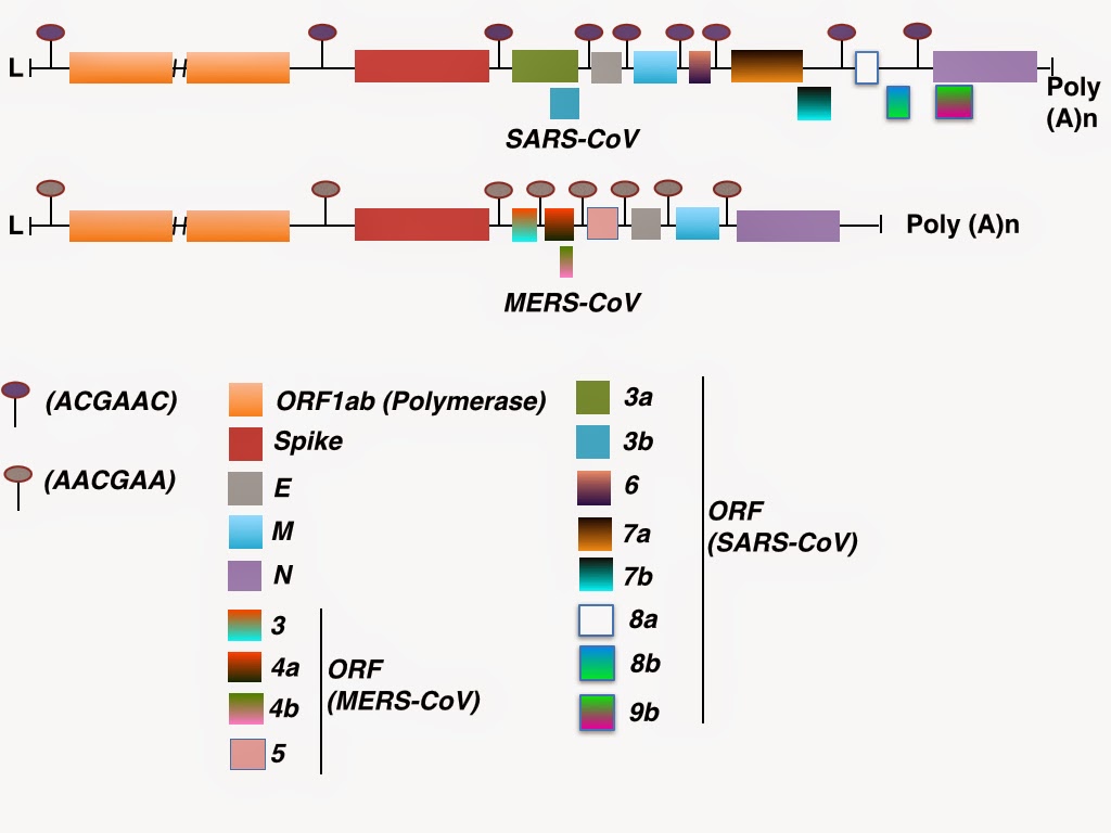 Virology tidbits: SARS-CoV v. MERS-CoV: differences and similarities ...