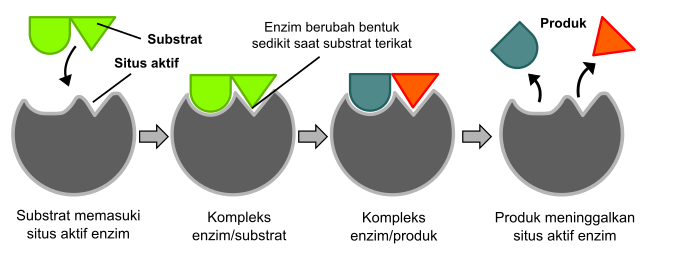 Biologi Kelas XII IPA : Pertemuan 4 : Enzim dan Metabolisme
