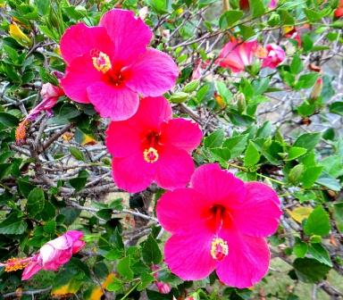 Hibiscus rosa-sinensis | Pustaka Flora | Database Tanaman Landscape