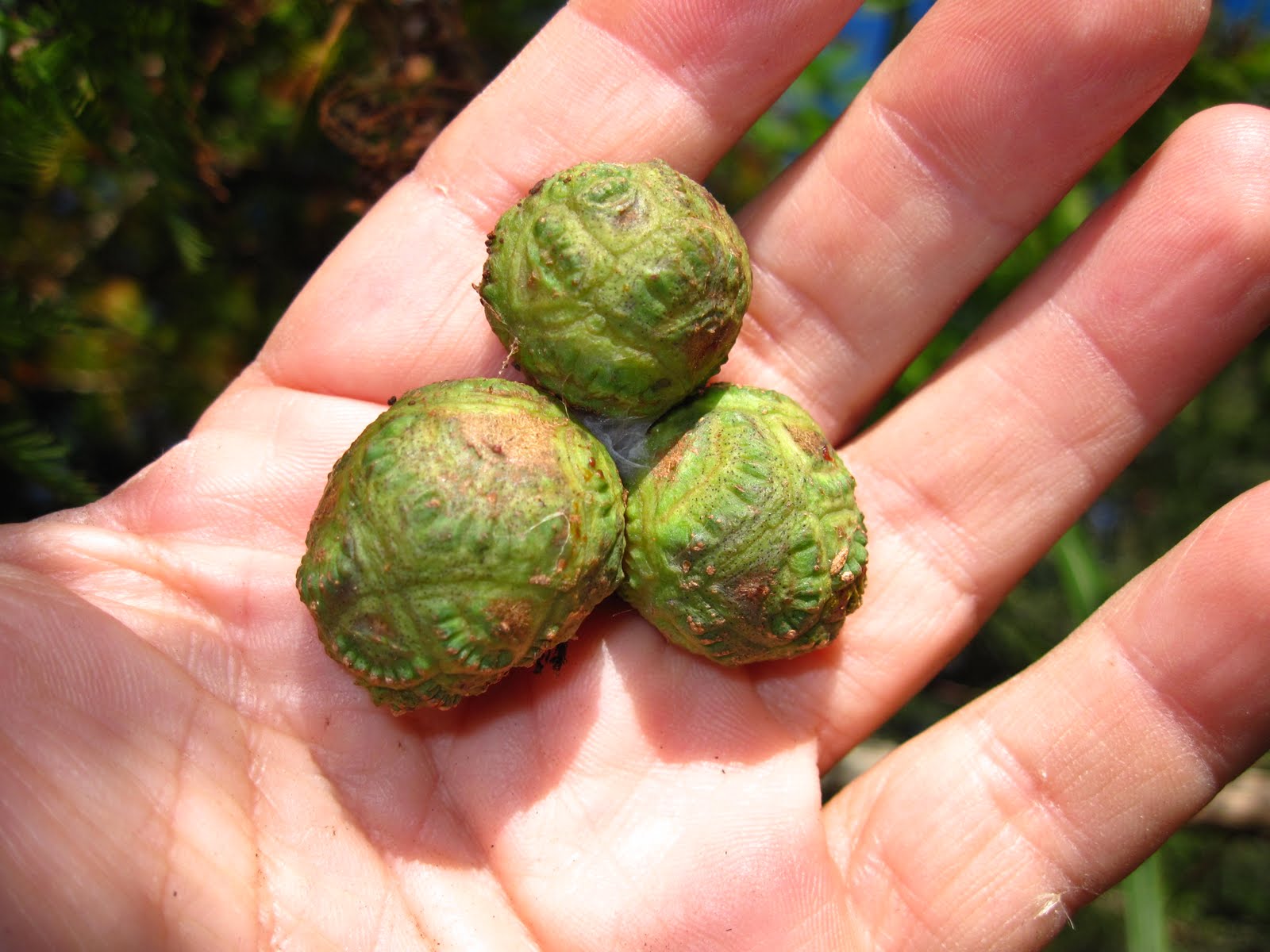 Bonsai Beginnings: Bald Cypress germination begins