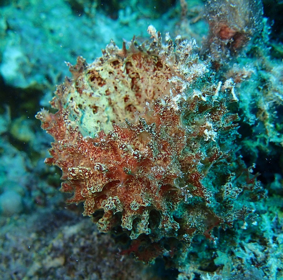 Species New to Science: [Porifera • 2021] Mycale Species of the ...