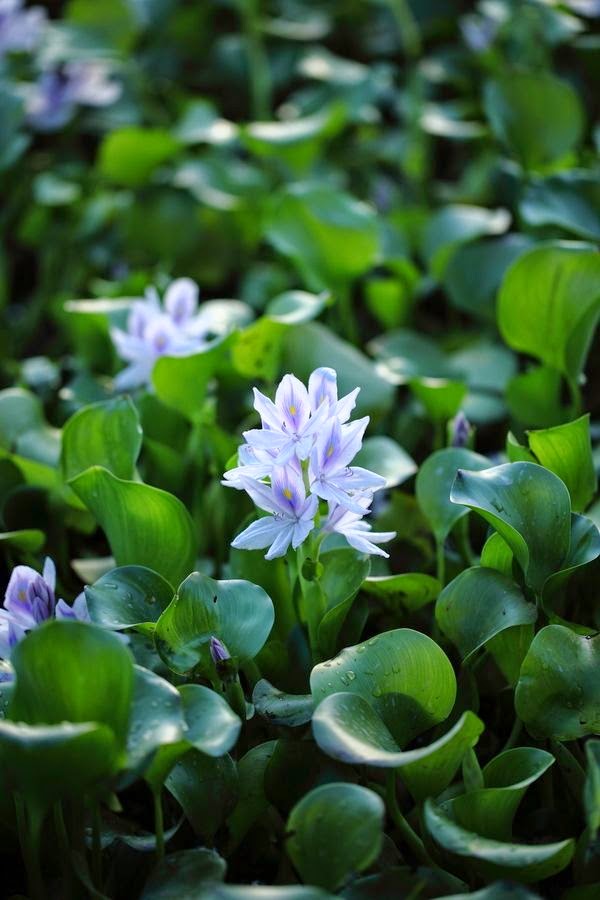 (Common) Water Hyacinth
