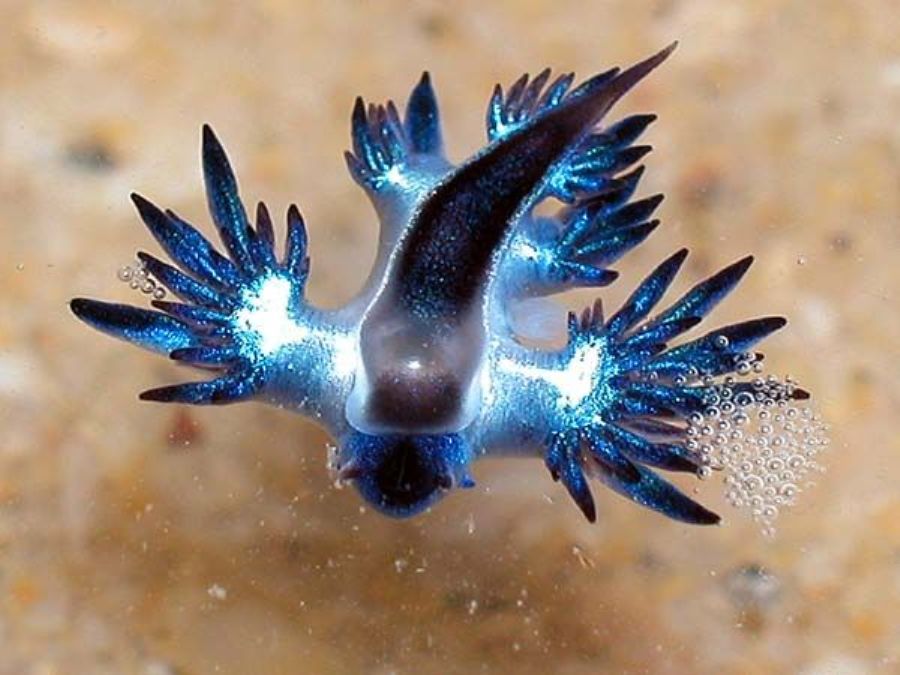 ΘΑΛΑΣΣΙΟ ΧΕΛΙΔΟΝΙ (GLAUCUS ATLANTICUS) photos - wallpapers (ανανεωμένο ...