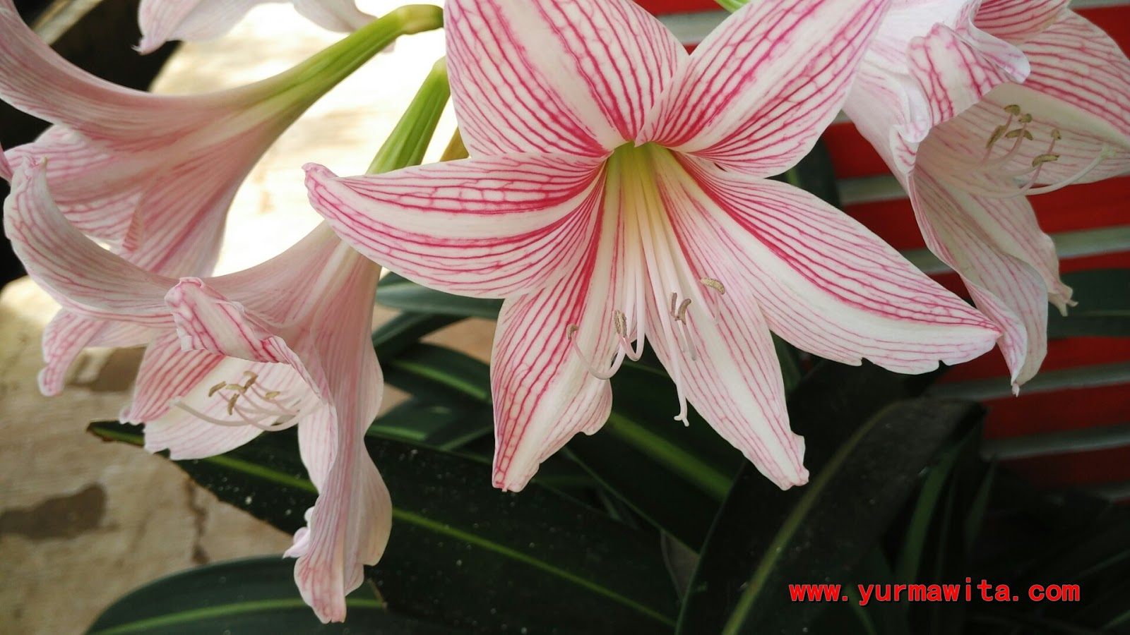 Bunga-bunga ini yang bisa Mempercantik Halaman Rumah Anda - Yurmawita's ...