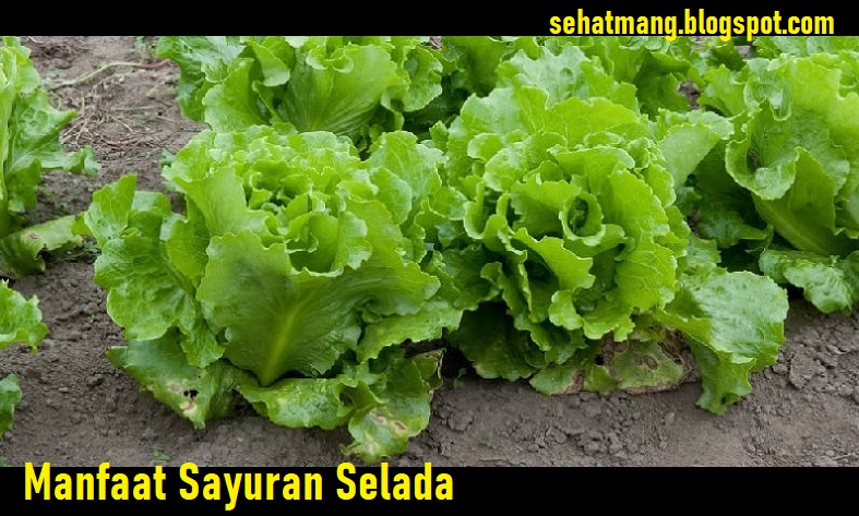 Manfaat Sayuran Selada - Info SehatMang - SehatMang