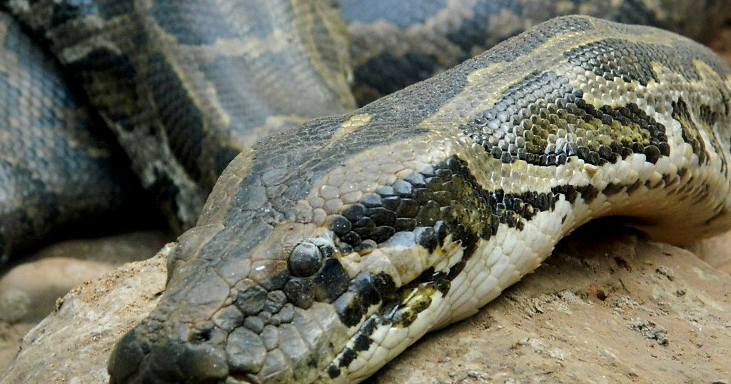 "Python Molurus", widely known as "Ajgar" in India.