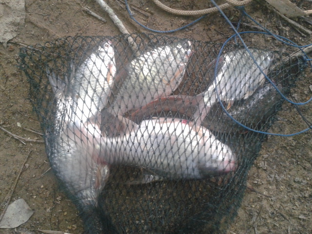 photo blog: lampam or tenggalan??