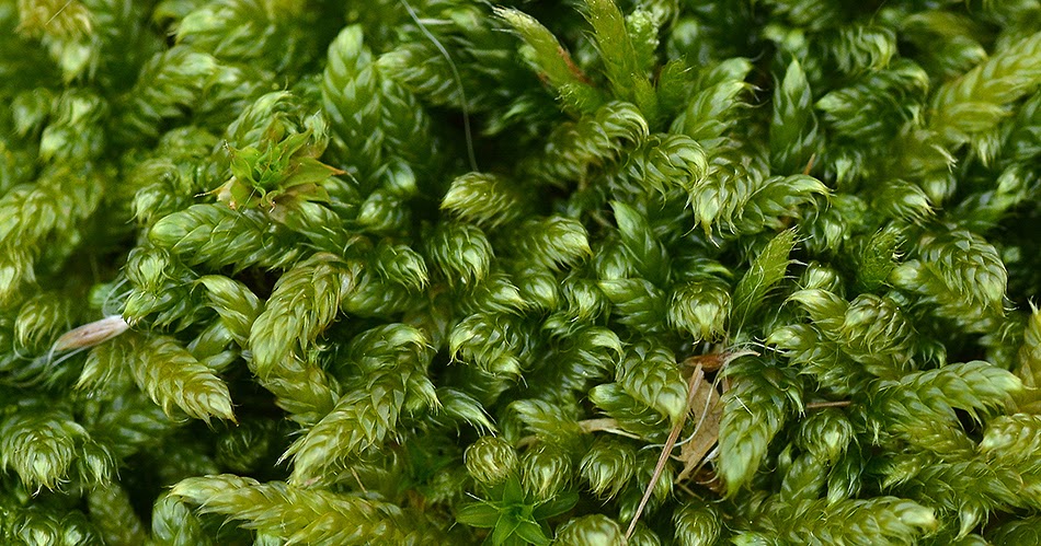 OBRAZY NATURY: Rokiet cyprysowaty (Hypnum cupressiforme)