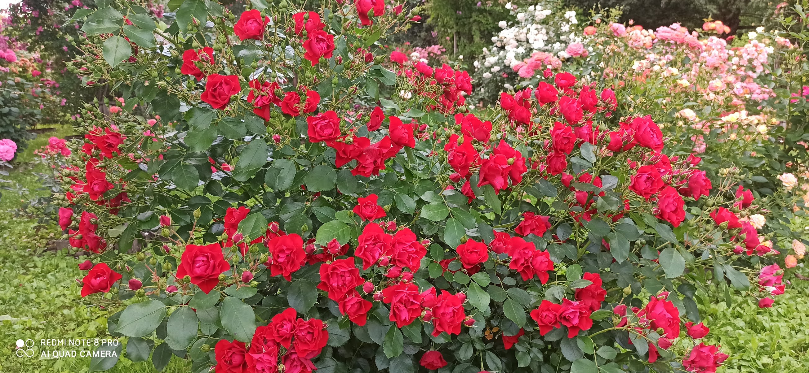 Ranczo Elma: Róża (Rosa) Black Forest Rose