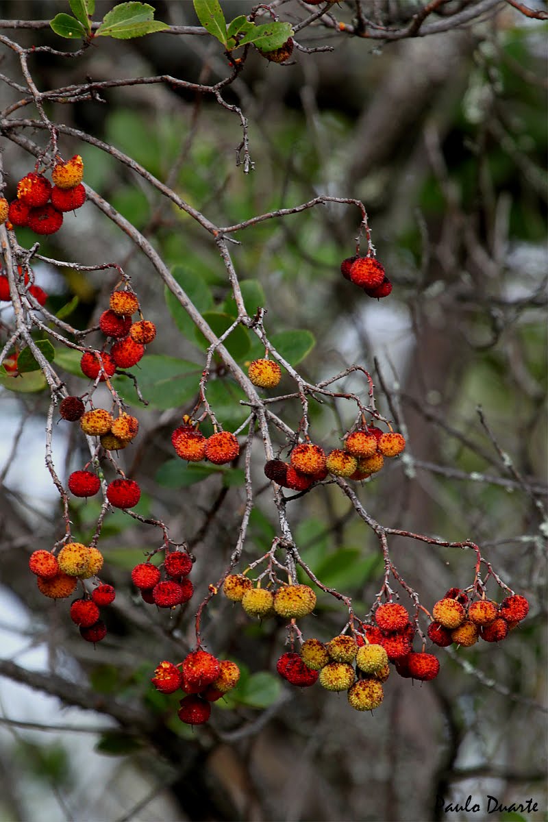 Vislumbres...: E viva o Medronho!...