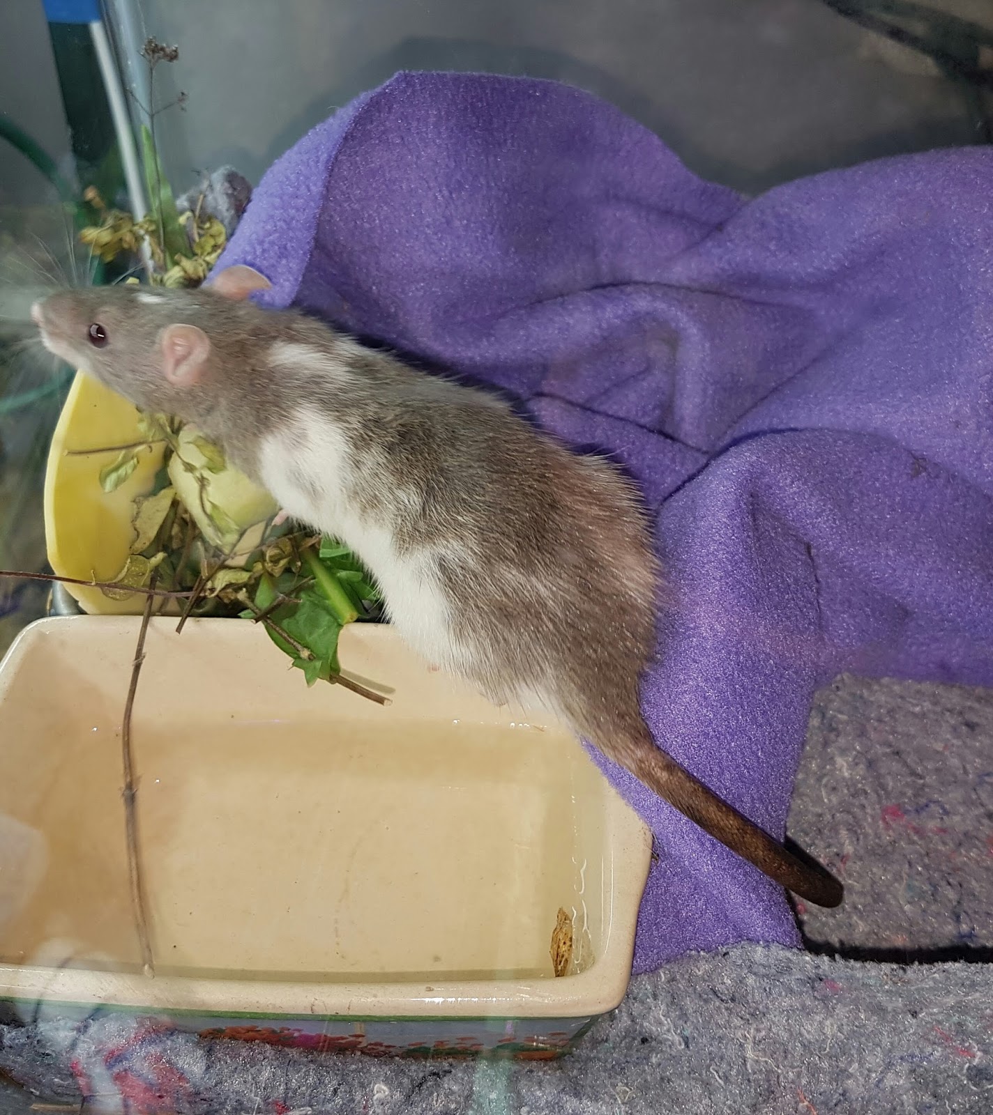 Happy Tails - Worcester Foster Rats