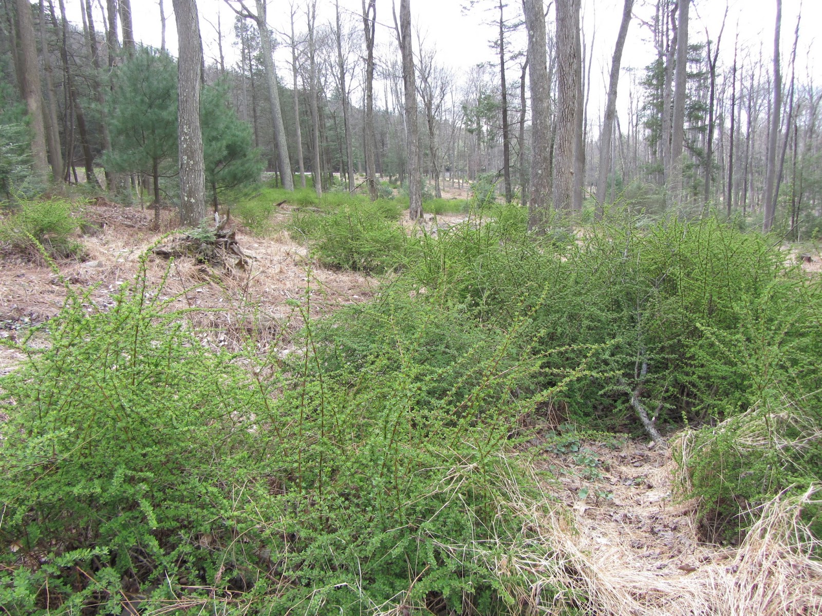 Central Pennsylvania Forestry: Invasive Species Highlight: Japanese ...