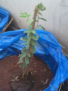 Herbal-Plants: Jammi Tree