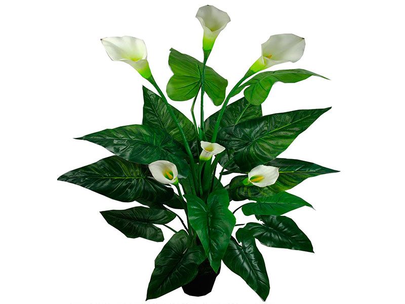 Flor Cala ~ El Mundo Planta