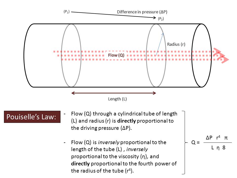 The Pump and the Tubes: Hemodynamics - Pouiselle's Law
