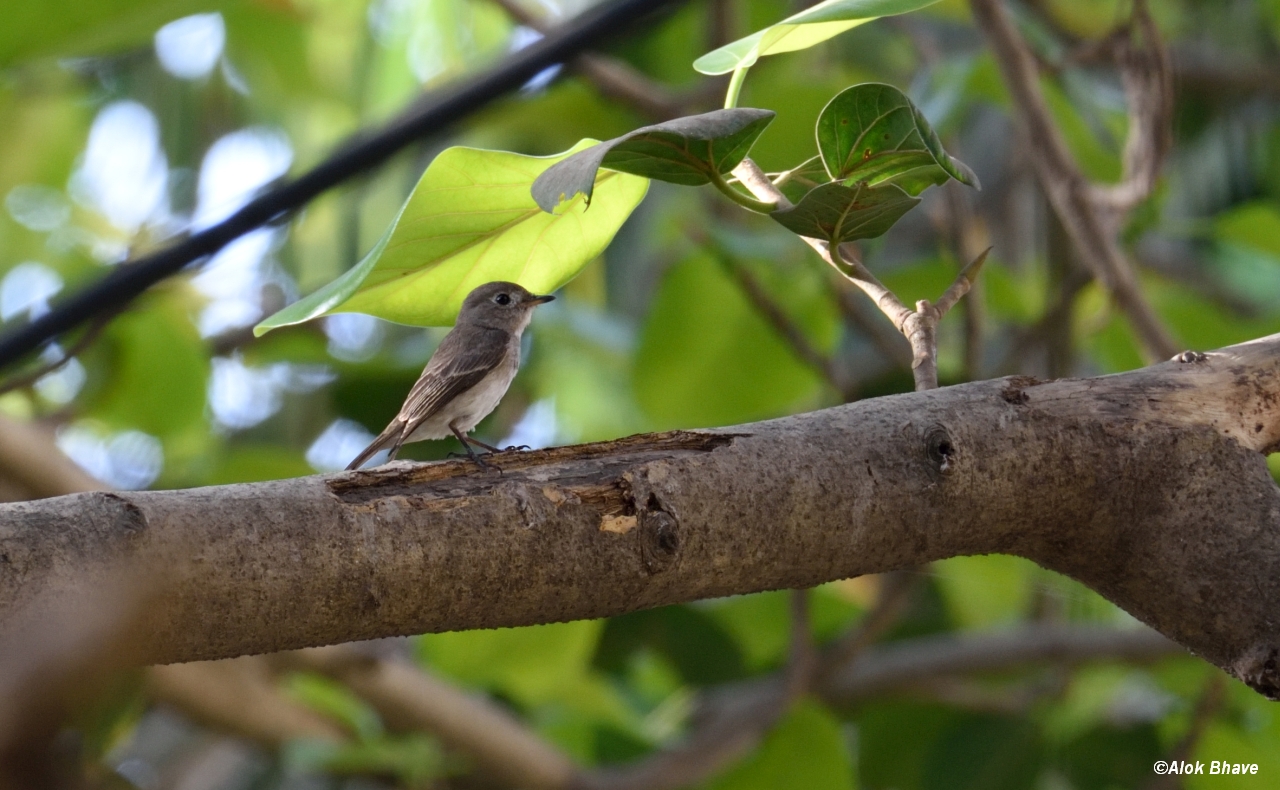 Nature watch: 2009-08-17-Out of the window