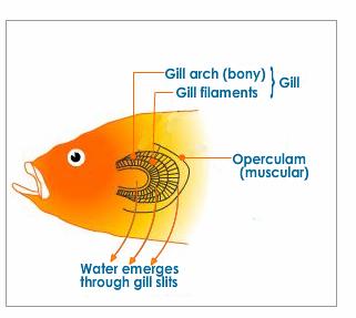 Kids Science Questions: How Can Fish Breathe Underwater?