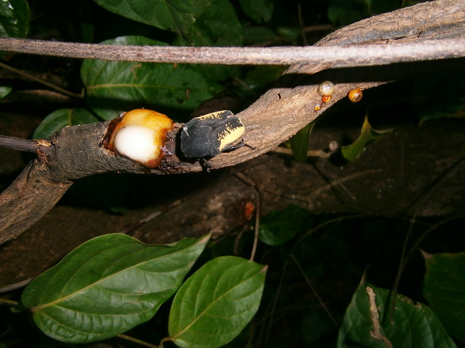 Zelando pela Chacrona e pelo Jagube: Besouro Sugando Seiva do Jagube
