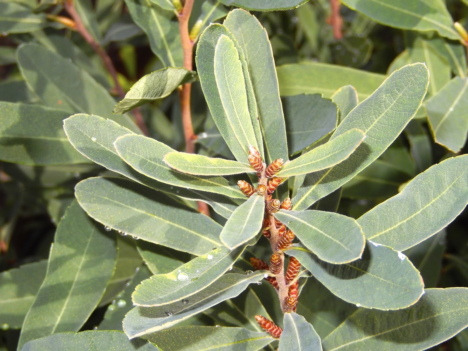 Powell River Books Blog: Coastal BC Plants: Sweet Gale