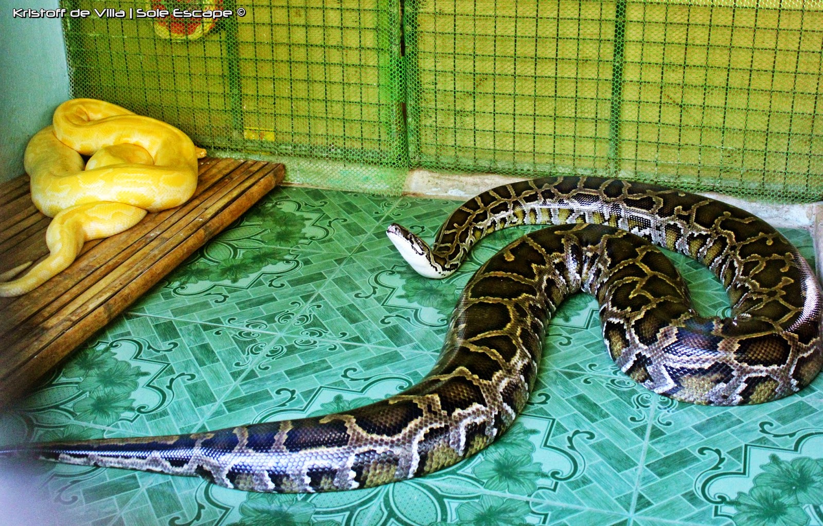 Sole Escape: Bohol Python Sanctuary and Mini-Zoo