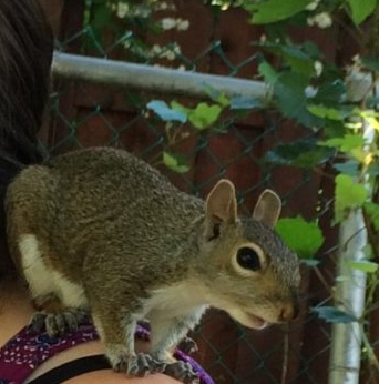 Data In Motion: Introducing Mm FLaNK... An Apache Flink Stack for Rapid ...