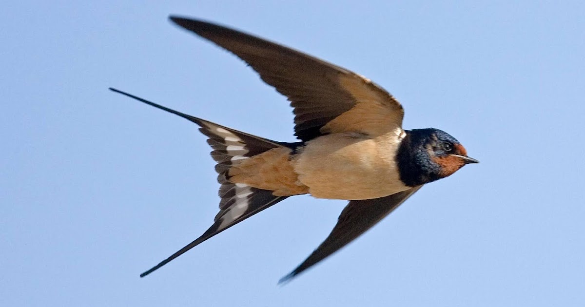 Shoreline Area News: For the Birds: The Swallows are back!