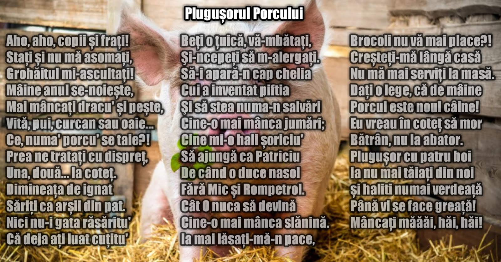Plugusorul Porcului
