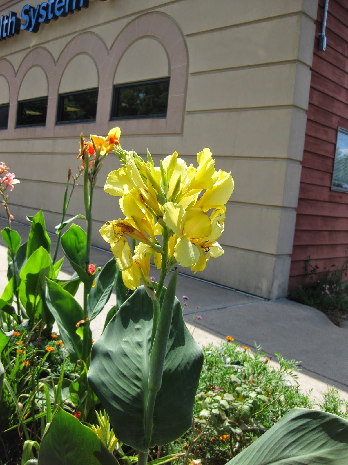 captivating cannawww: Cannas from 2013
