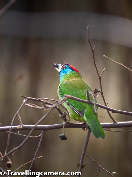 Bird of the month of February || Vibrant Barbets
