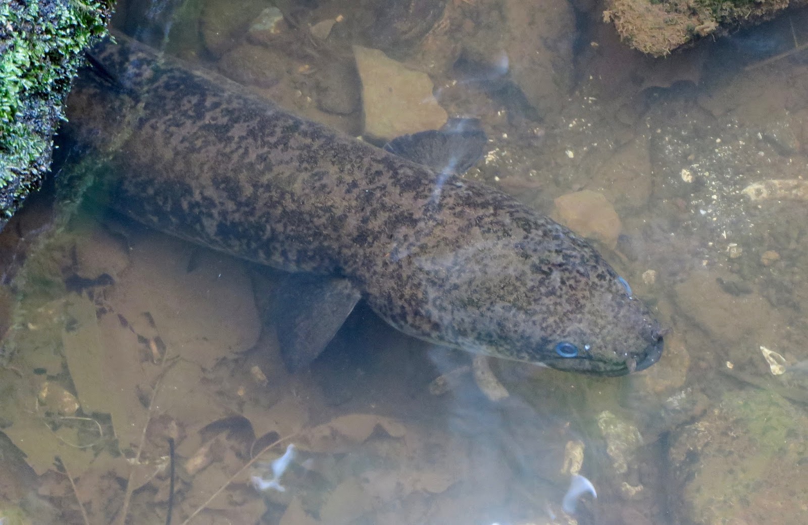 Across the Pacific with the Tropical Research Initiative: Day 11 • 6 ...