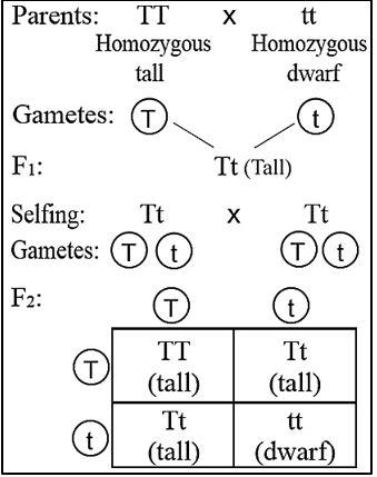 Principles of Inheritance and Variation - Notes | Class 12 | Part 2 ...