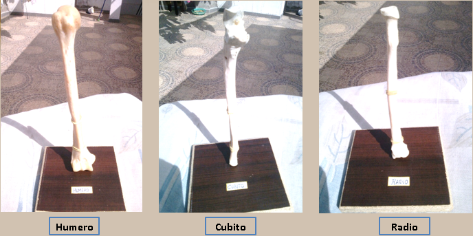 MediEstudy: bone hydrogen peroxide bleaching (osteotecnia)