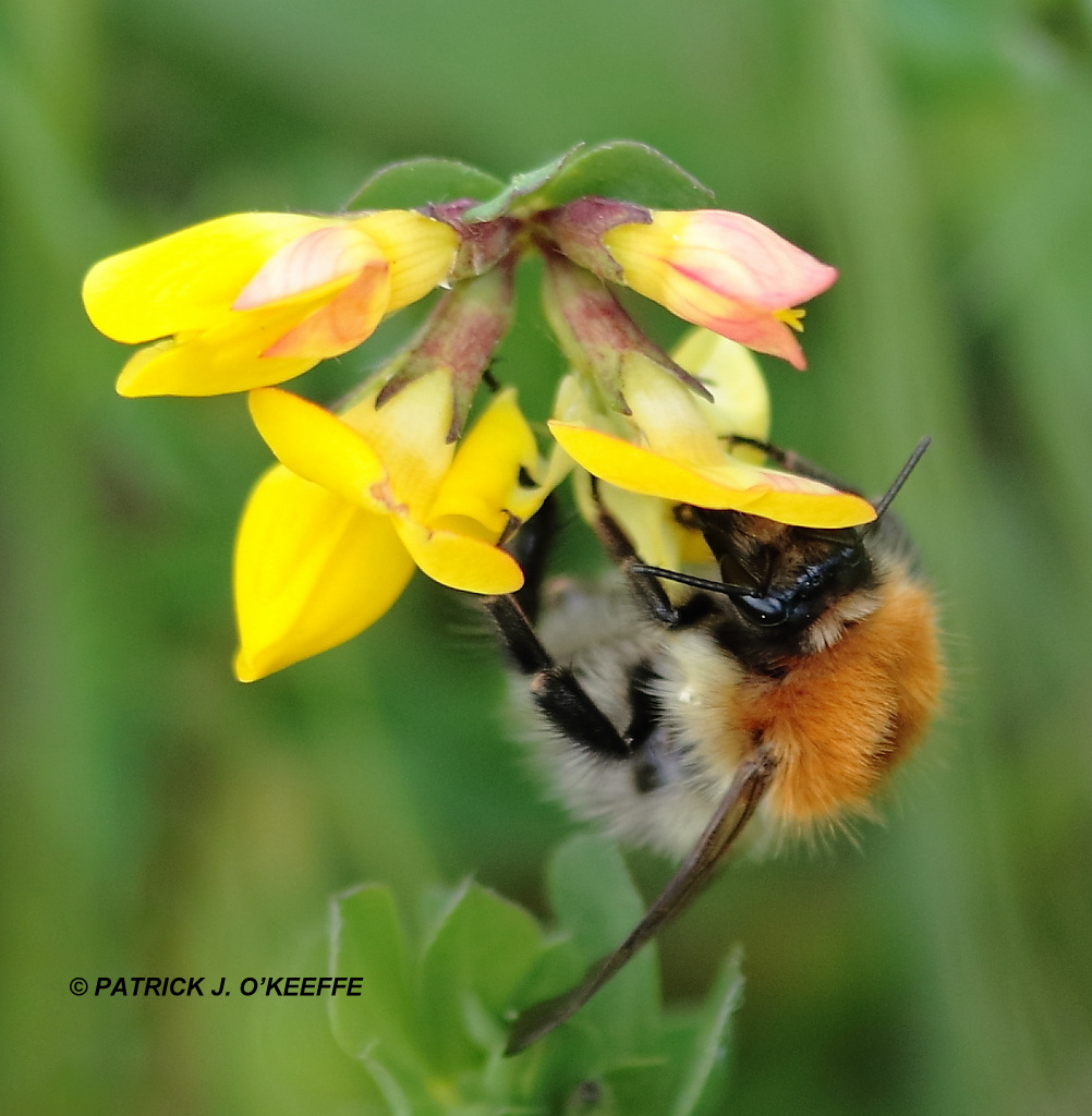 Raw Birds: COMMON CARDER BUMBLEBEE (Bombus pascuorum) Lullymore West ...
