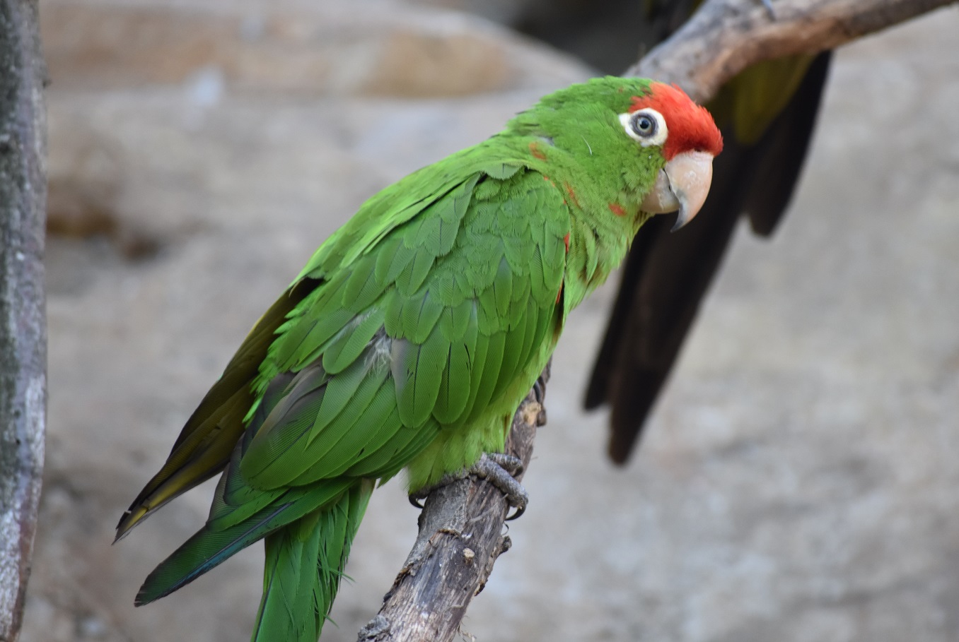 ZOOTOGRAFIANDO (6.100 ANIMALS): PERICO DE FRENTE ESCARLATA / SCARLET ...