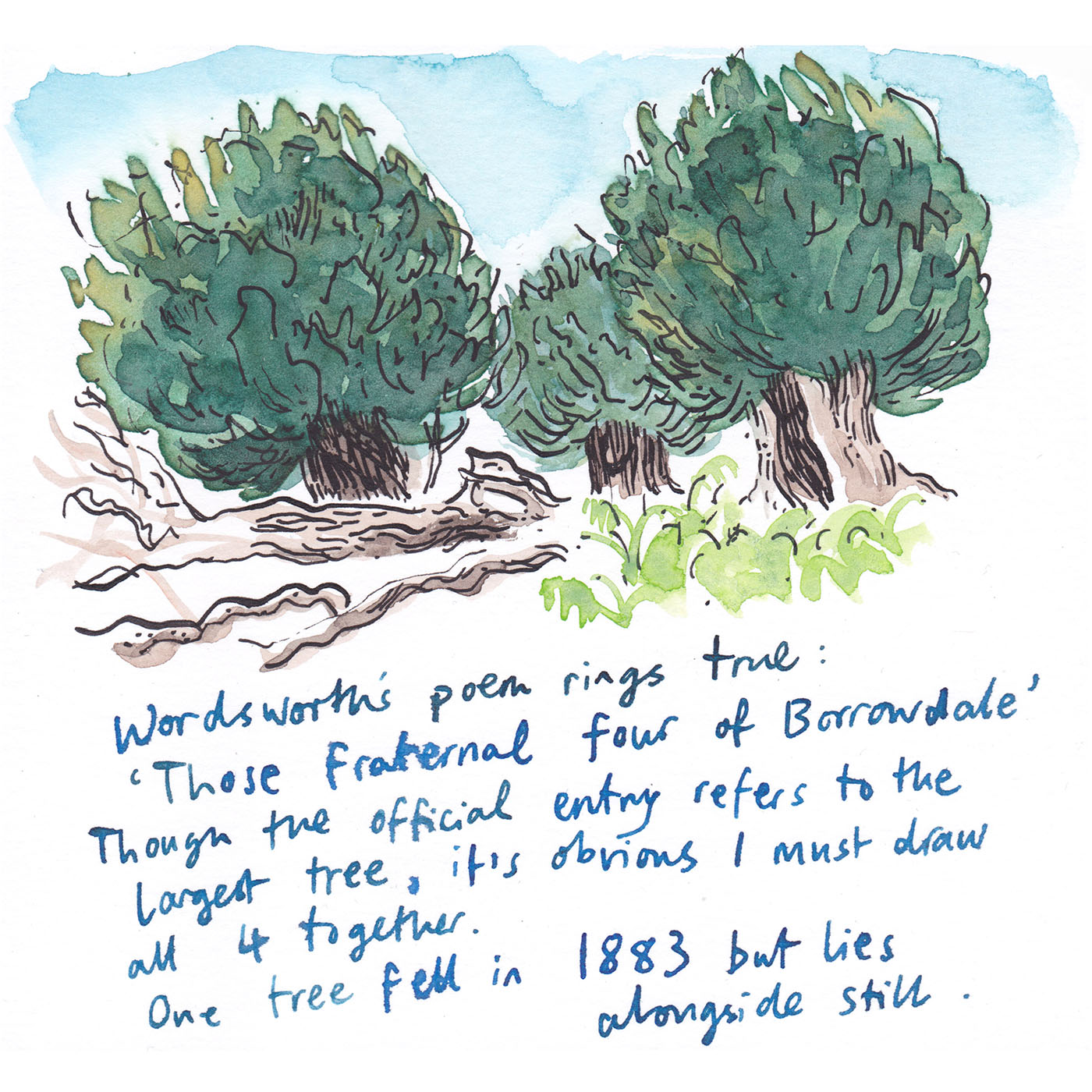 02 The Borrowdale Yew(s)