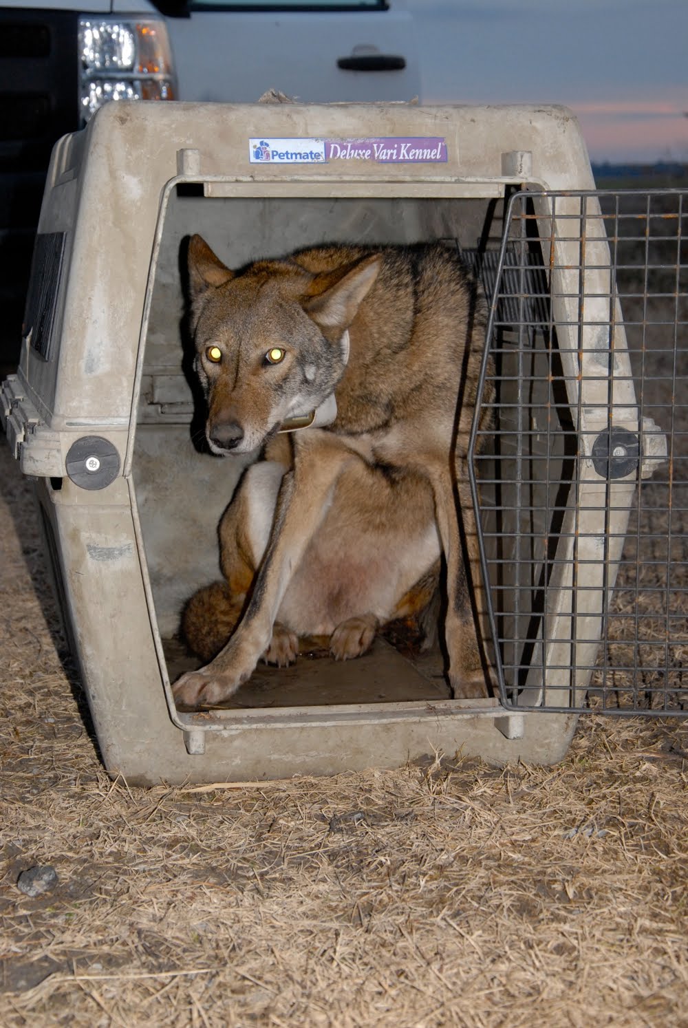 RETURN OF THE RED WOLF: Pack Intact